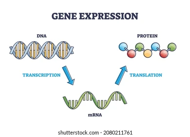 3 Steps: Start Your First Genetic Study Easily From Scratch - KROYNAS
